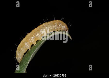 small moth larva of the Order Lepidoptera Stock Photo - Alamy