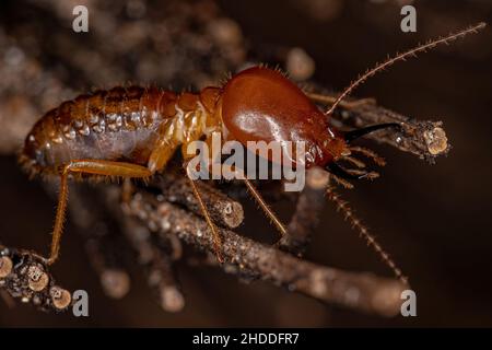 Adult Jawsnouted Termite of the species Syntermes molestus Stock Photo ...