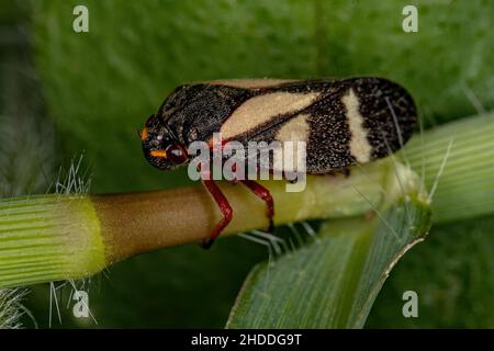 Adult Froghopper Insect of the species Deois flavopicta Stock Photo - Alamy