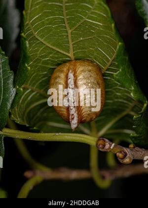 Mantises Egg Case of the Order Mantodea parasitized by parasitoid wasps ...