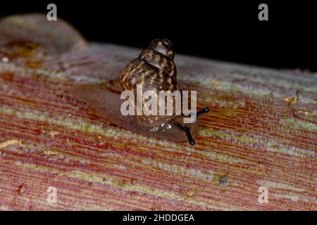 Small Helicinan Snail of the Genus Bulimulus Stock Photo - Alamy