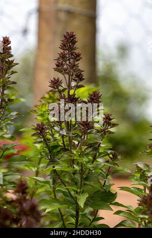 Sweet basil (Ocimum basilicum) Plantae Stock Photo - Alamy