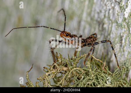 Assassin Bug nymph of the Family Reduviidae Stock Photo - Alamy