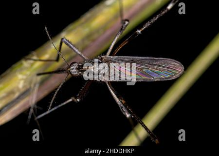 Adult Gallinipper Insect of the species Psorophora ciliata Stock Photo ...