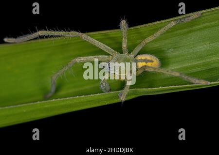 Yellow Huntsman Spider of the species Family Sparassidae Stock Photo ...