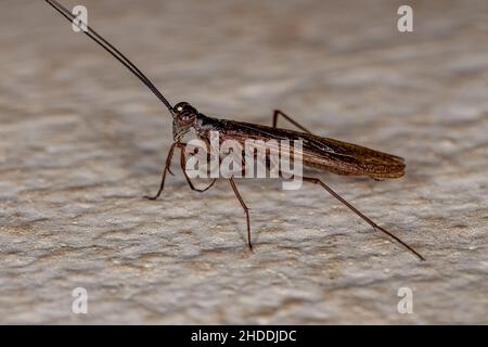 Adult Mantoidid Mantis of the Genus Mantoida Stock Photo - Alamy