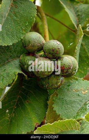 Pekea Nut Fruit of the species Caryocar brasiliense Stock Photo - Alamy