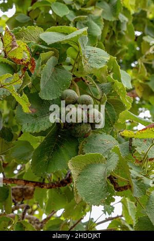 Pekea Nut Fruit of the species Caryocar brasiliense Stock Photo - Alamy