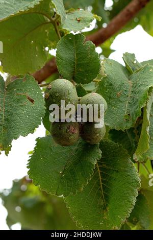 Pekea Nut Fruit of the species Caryocar brasiliense Stock Photo - Alamy