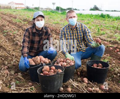 Couple of farmers in masks harvesting potatoes Stock Photo - Alamy