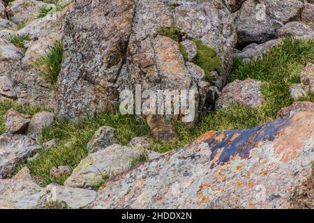 Gray Marmot (Marmota baibacina) in front of its burrow, Naryn ...
