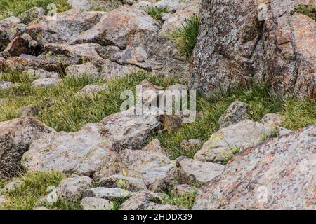 Gray Marmot (Marmota baibacina) in front of its burrow, Naryn ...