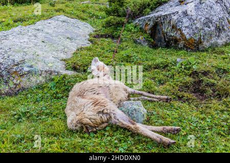 Terskey Alatau mountain range in Kyrgyzstan Stock Photo - Alamy