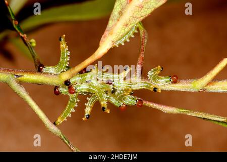 Green Sawfly Larvae, Pteryperga galla. Also known as spitfires.These ...