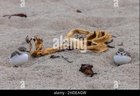 Snowy plover, Charadrius nivosus, winter coastal overnight roost on ...