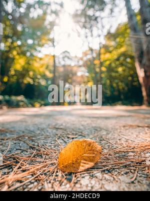 Branch of bright autumn leafs close up Stock Photo - Alamy