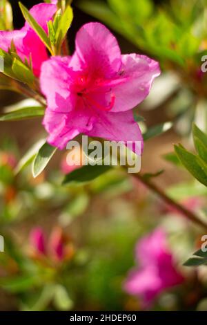 Vertical shot of pink flowers during the day Stock Photo - Alamy