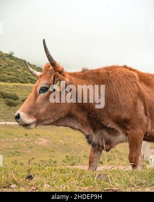 A vertical shot of a brown cow in a field Stock Photo - Alamy