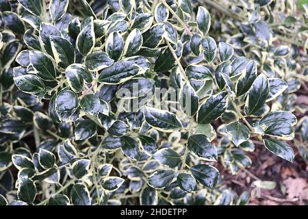 Ilex aquifolium 'Silver van Tol' Stock Photo - Alamy