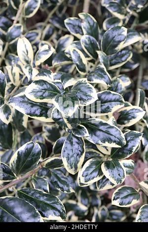 Ilex aquifolium 'Silver van Tol' Stock Photo - Alamy