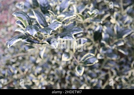 Ilex aquifolium 'Silver van Tol' Stock Photo - Alamy