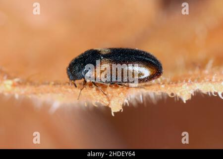 Reesa vespulae from the family Dermestidae - a skin beetles. Pest of ...