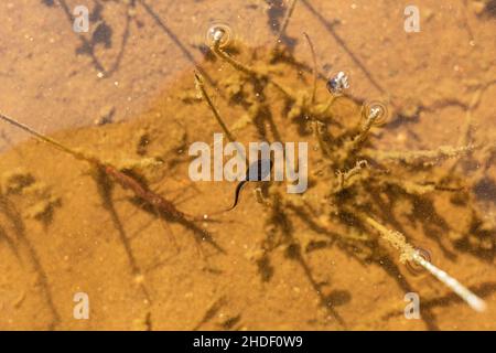 Small tadpoles swimming in shallow water Stock Photo - Alamy