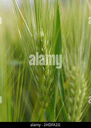 barley, spikes, barleys Stock Photo - Alamy