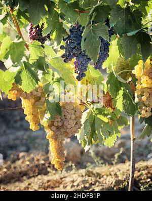 grapes, viticulture, vine, grape, viticultures, vines Stock Photo - Alamy
