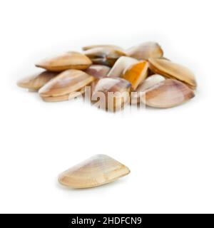 Banded wedge shell (Donax vittatus) washed on beach Stock Photo - Alamy