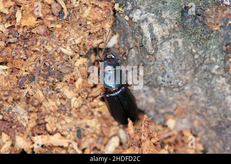 The cadelle beetle Tenebroides mauritanicus beetle from the family ...