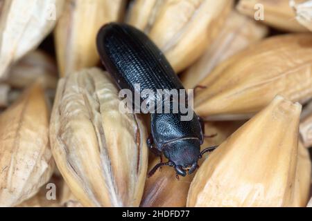 The cadelle beetle Tenebroides mauritanicus beetle from the family ...