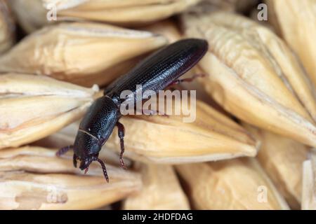The cadelle beetle Tenebroides mauritanicus beetle from the family ...