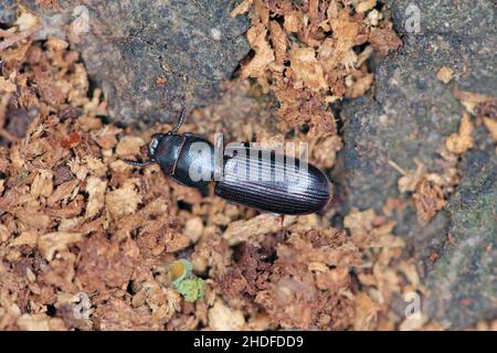The cadelle beetle Tenebroides mauritanicus beetle from the family ...