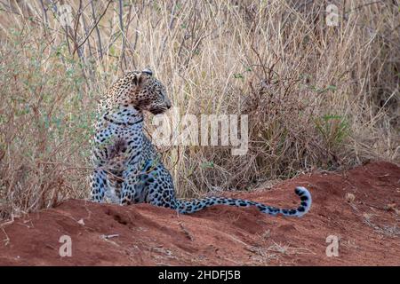 leopard, display boards Stock Photo - Alamy