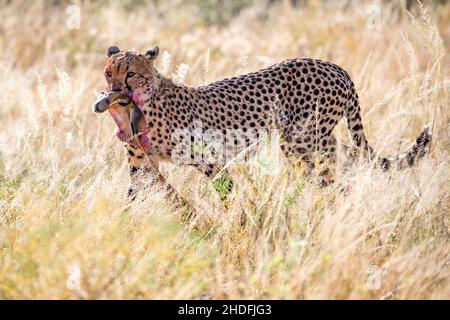 prey, cheetah, cheetahs Stock Photo - Alamy