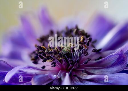 stamens, anemone coronaria, stamen, anemone coronarias Stock Photo - Alamy