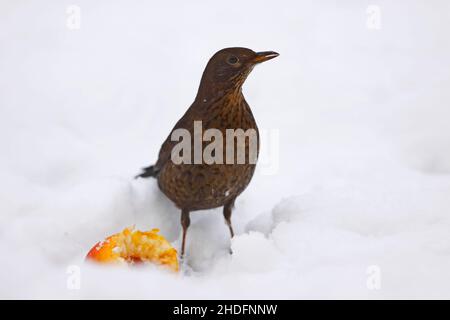 winter, blackbird, winters, blackbirds Stock Photo - Alamy