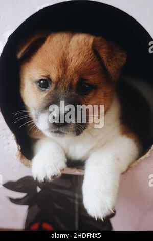 Closeup shot of a small dog in the room Stock Photo - Alamy