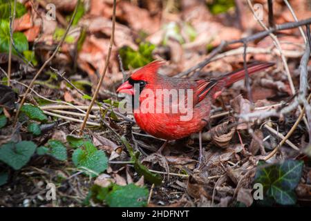 Closeup shot of a Northern cardinal bird perched on a tree branch Stock ...