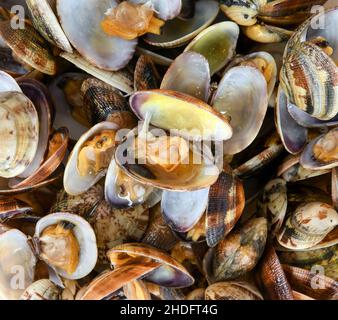 Venus Clams (Veneridae Stock Photo - Alamy
