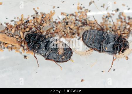 Eggs, beetles and young larvae of Trogoderma angustum from the family ...