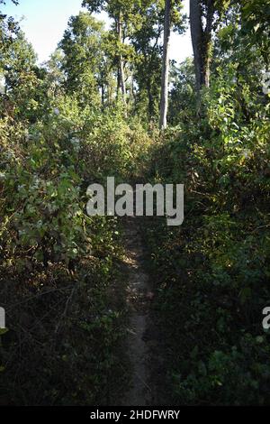 Jungle way of the Gorumara National Park. Lataguri, Jalpaiguri, West ...