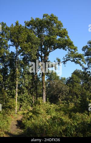 Jungle way of the Gorumara National Park. Lataguri, Jalpaiguri, West ...