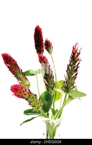 Trifolium rubens. Clover Stock Photo - Alamy