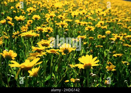 flower meadow, flower meadows Stock Photo - Alamy