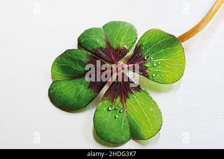 clover, four leafed clover, cloverleaf, clovers, four-leafed clovers ...