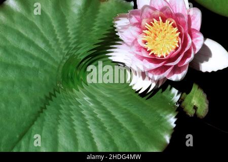 water lily, water lily pad, water lilies, waterlilie, waterlilies, lily ...