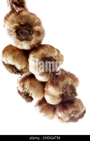 a plait of garlic on a white background Stock Photo - Alamy