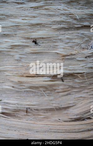Old european hornbeam (Carpinus betulus), Lower Saxony, Germany Stock ...